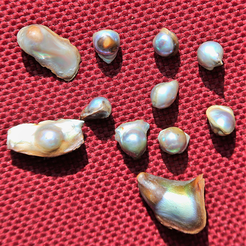 » Proyecto de cultivo de perlas de la UA comienza internacionalización ...