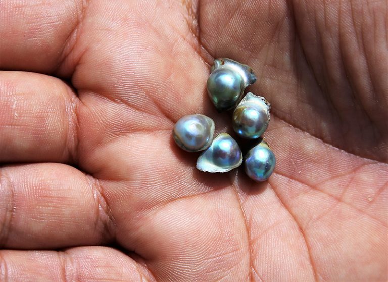 » Proyecto de cultivo de perlas de la UA comienza internacionalización ...