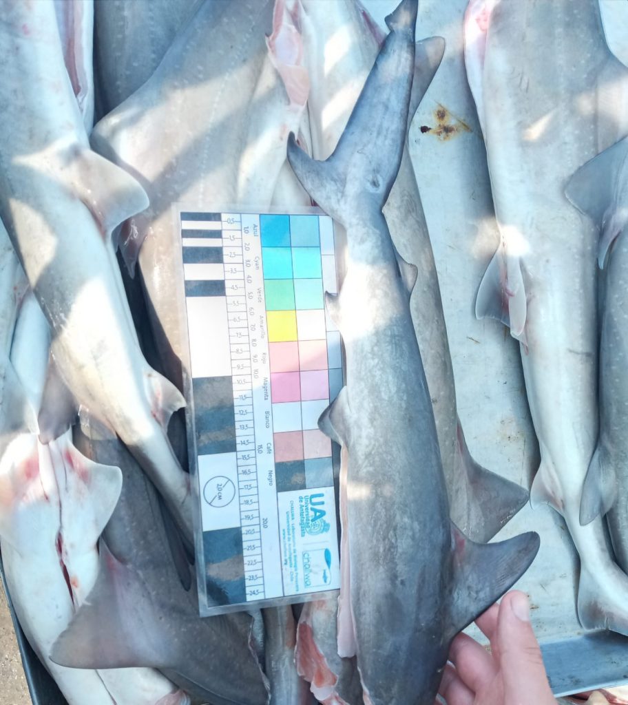 » Investigadores de FACIMAR alertan sobre crítico estado de tiburones ...